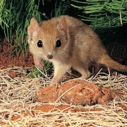 Random Animal Generator - Randommer