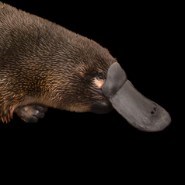 Random Animal Generator - Randommer